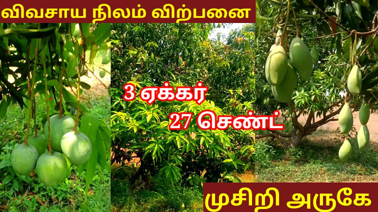 Agriculture land sale/near #musiri/#9944209440/#trichy - YouTube