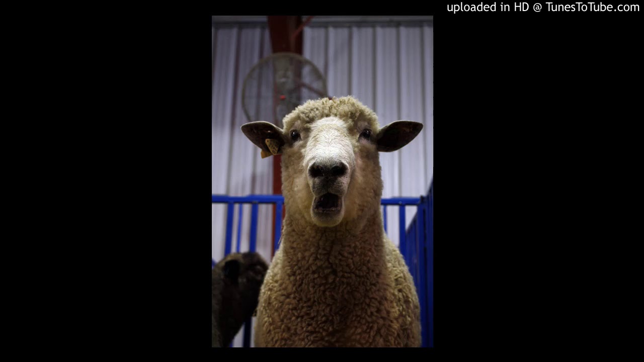 Thirteen Sheep - The BA BA Mix - YouTube