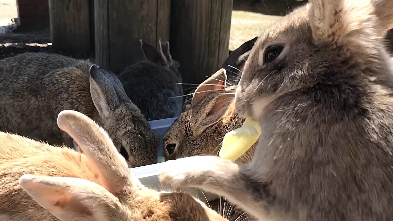 This video shows just how hungry the rabbits on Rabbit Island are ...