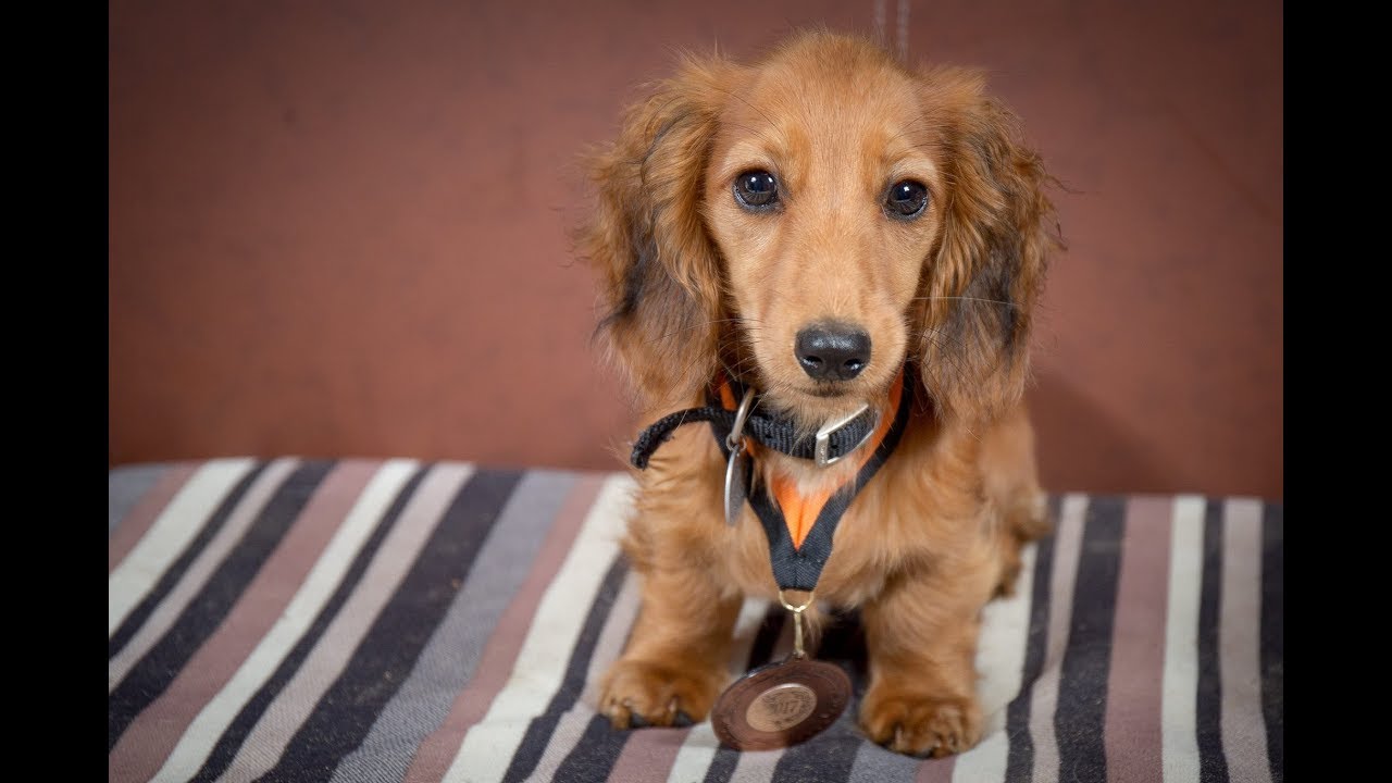 Marvin - Miniature Dachshund Puppy - 2 Weeks Residential Dog Training ...