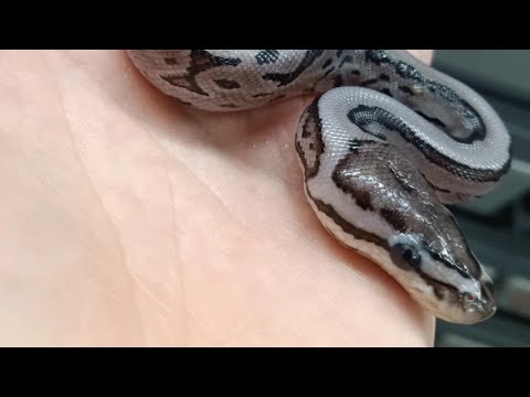 Axanthic stuff hatching! ball python things 🐍 - YouTube