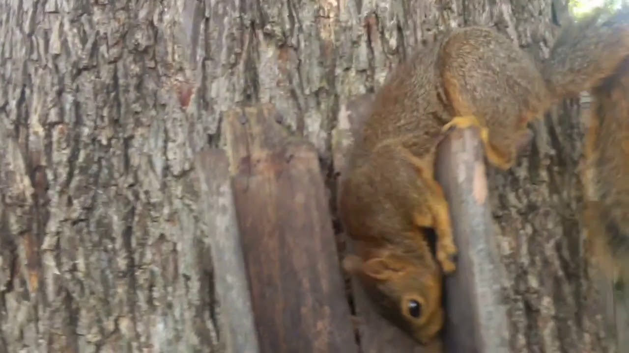 My Toothless Squirrel Clip 1 - YouTube