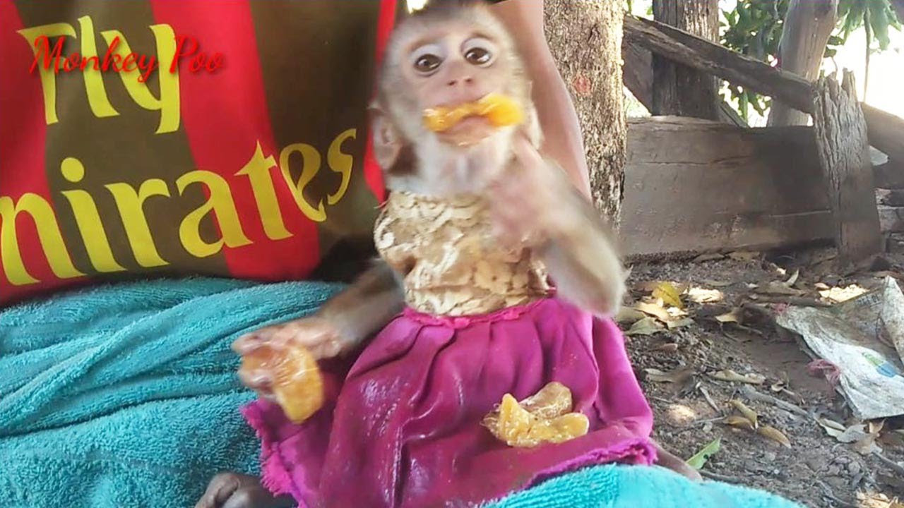 Funny baby Poo monkey, Poo eats oranges and finds chicken with uncle ...