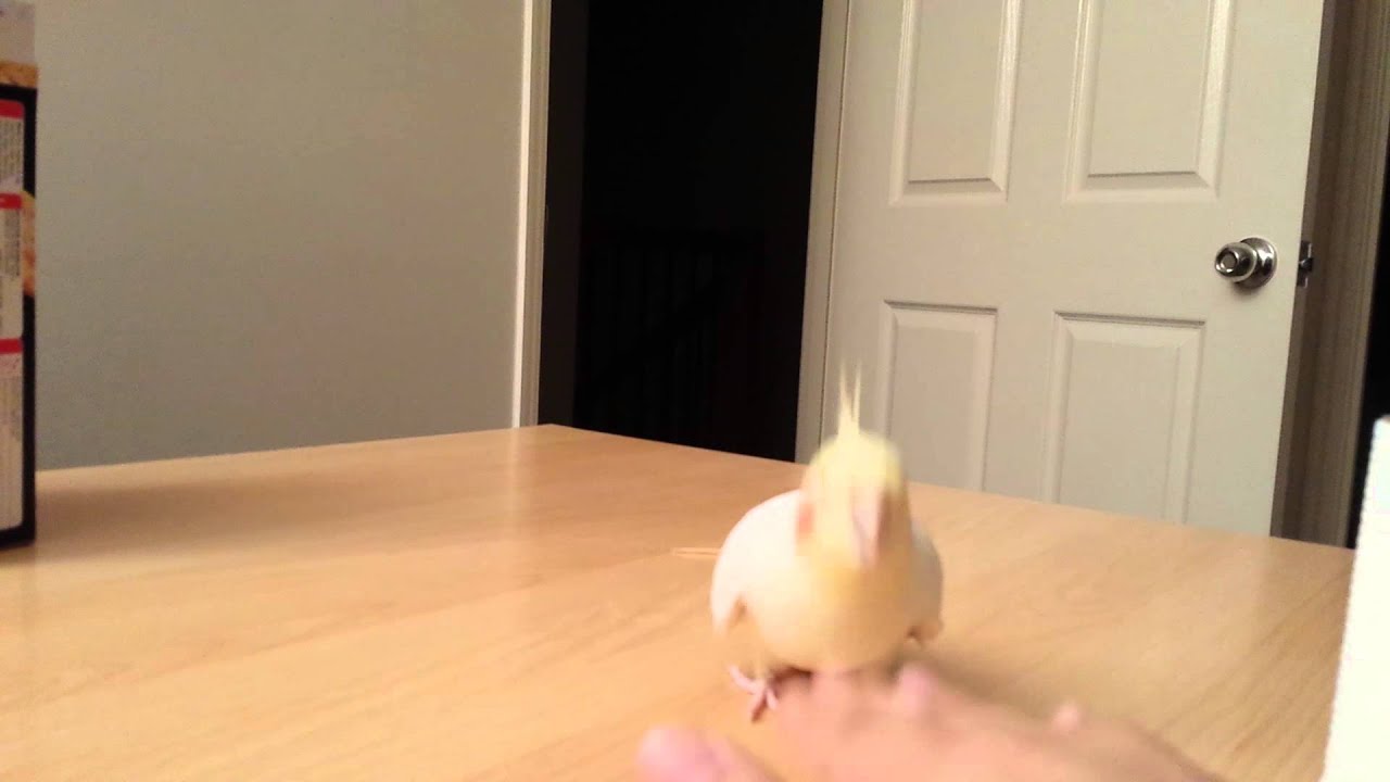 Bird Hacking - YouTube