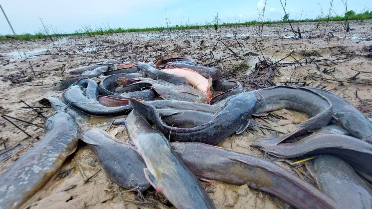 wow amazing! a fisherman catch a lot of catfish in mud at rice field ...