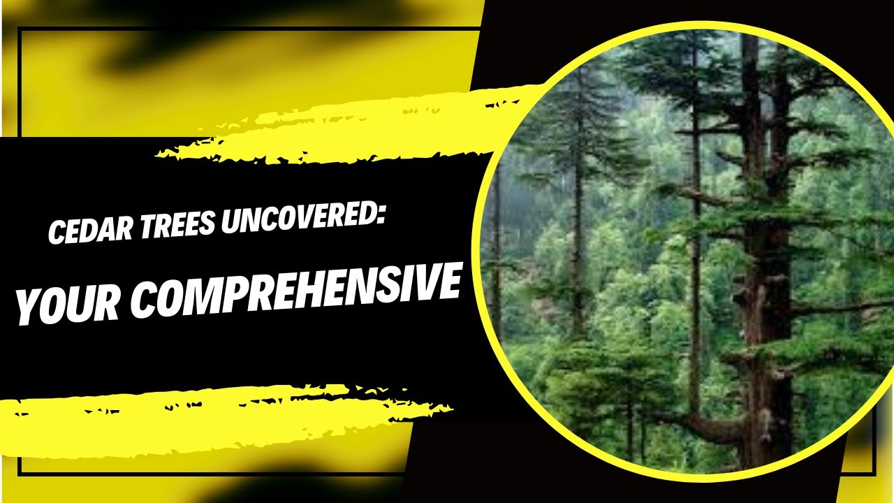 Cedar Trees Uncovered Your Comprehensive Planting Guide - YouTube