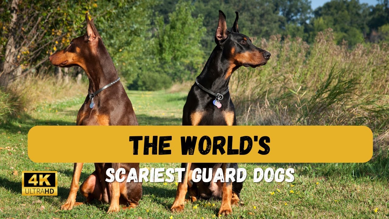 The World's Scariest Guard Dogs - YouTube