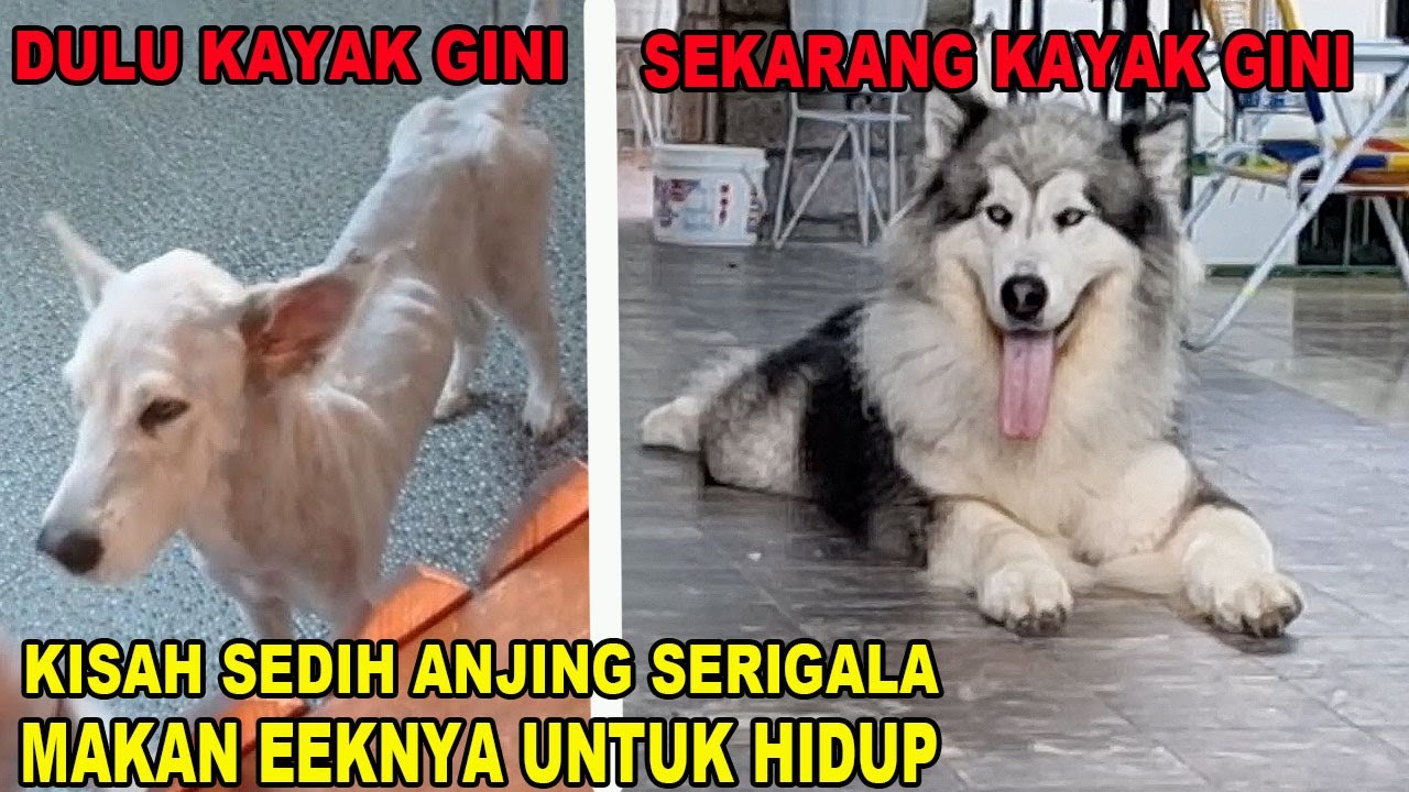 MAKAN TAIK UNTUK TETAP HIDUP - KISAH SEDIH ANJING SERIGALA - YouTube