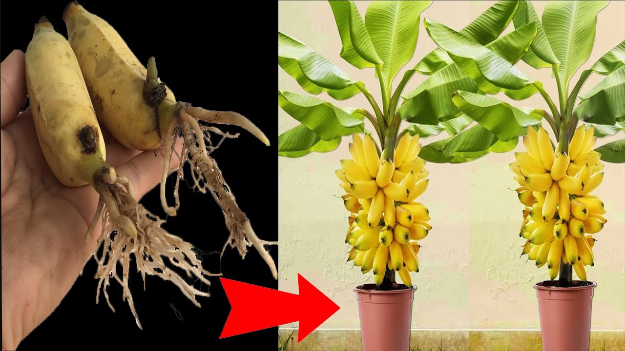 Unique banana propagation technique using aloe vera, stimulating the ...