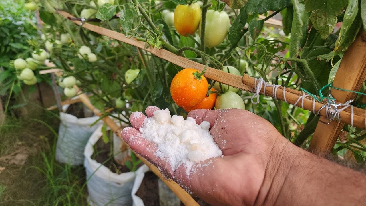 If You Are Not Using This Magical White Powder In Your Garden, You Are ...
