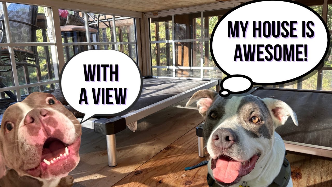The BIGGEST and BEST Dog House You Have Ever Seen - YouTube