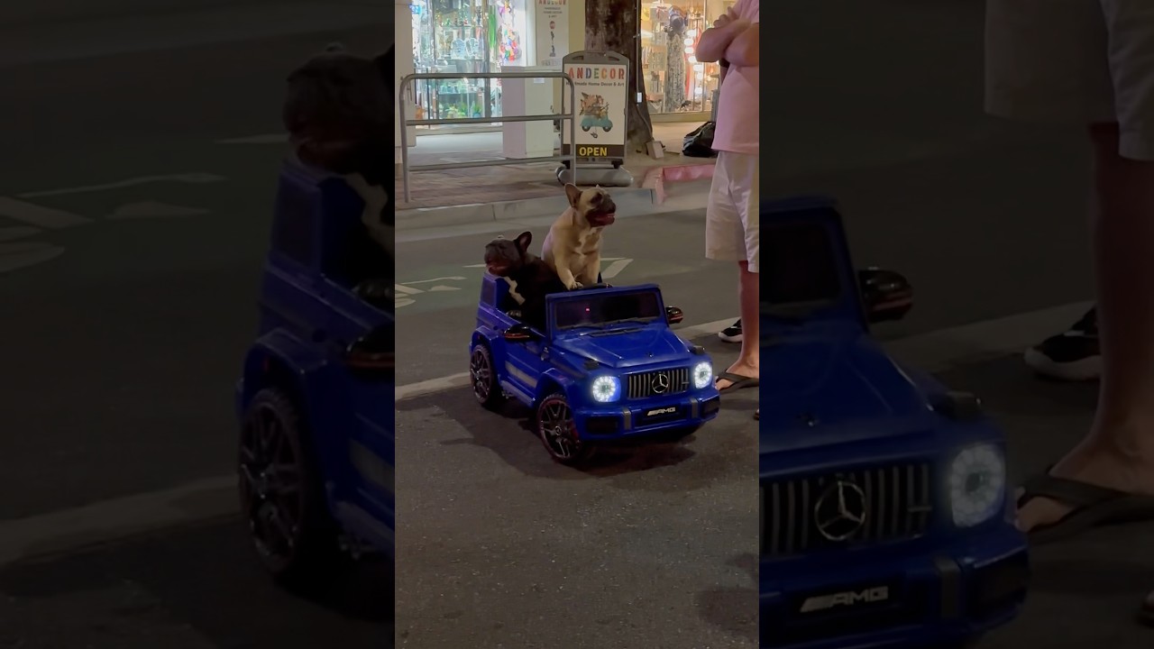 PUGS DRIVING A CAR - YouTube