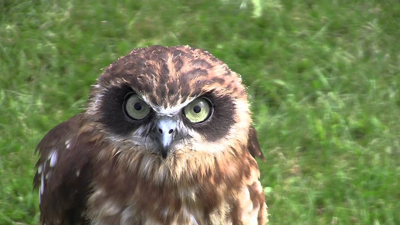 Funny little owl from Scotland - YouTube