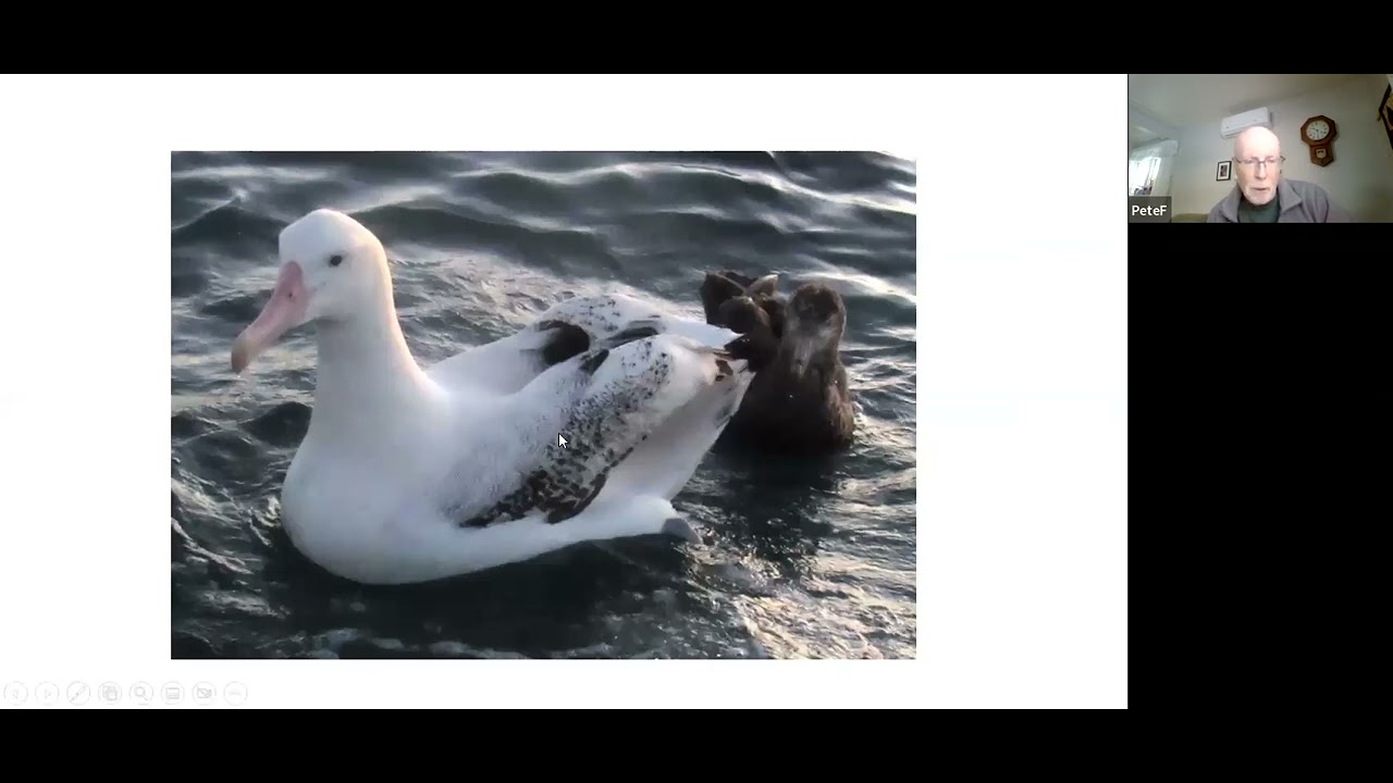 Bird and Botany: New Zealand's South Island, Peter Fuller - YouTube
