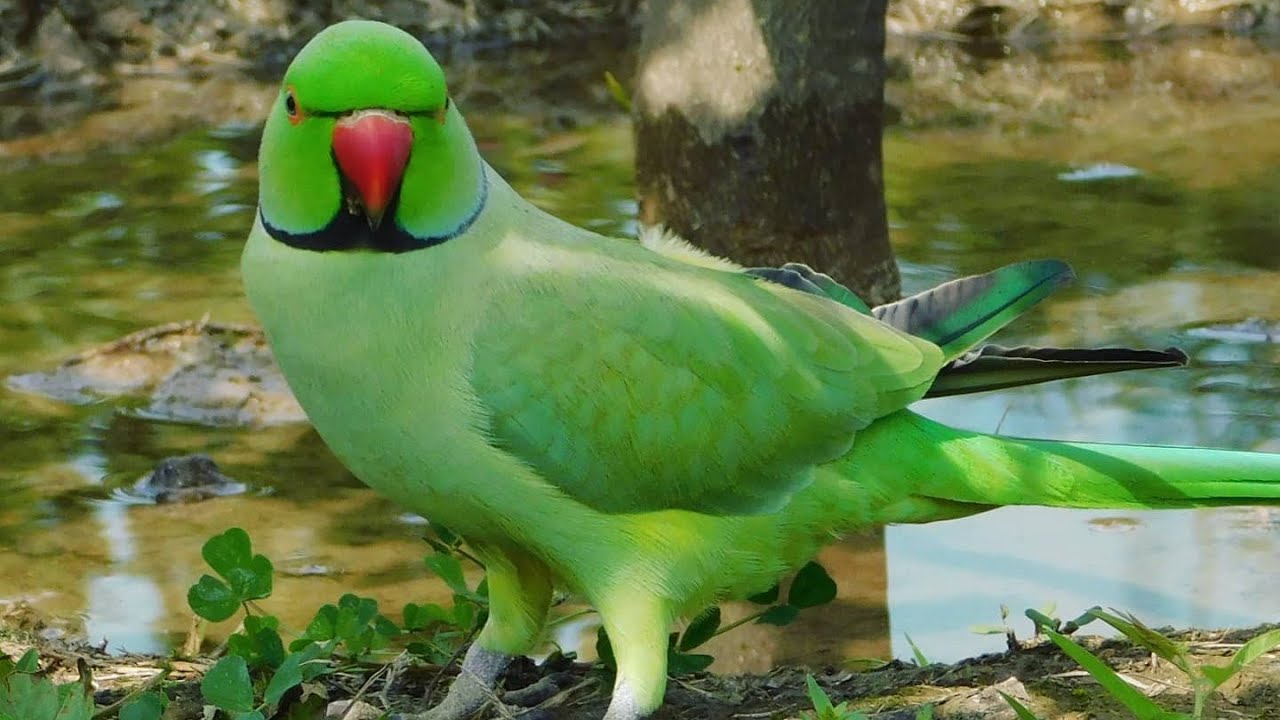 Beautiful Ringneck Green Parrot with Natural voice - YouTube