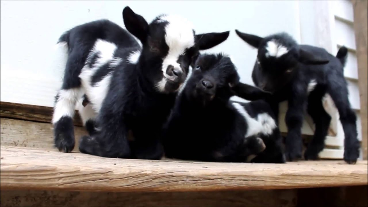 Chick sits adorably on the back of a baby goat - YouTube