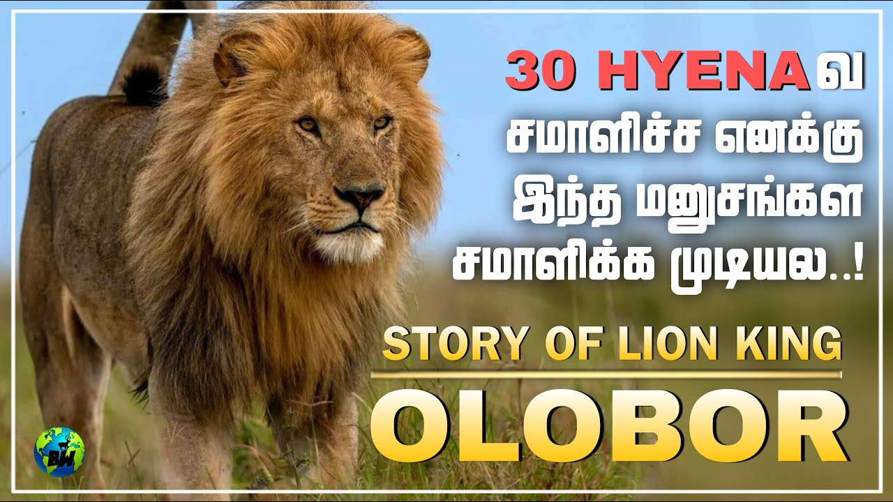 Olobor | Story of the real lion king | Tamil | Famous black rock boys ...