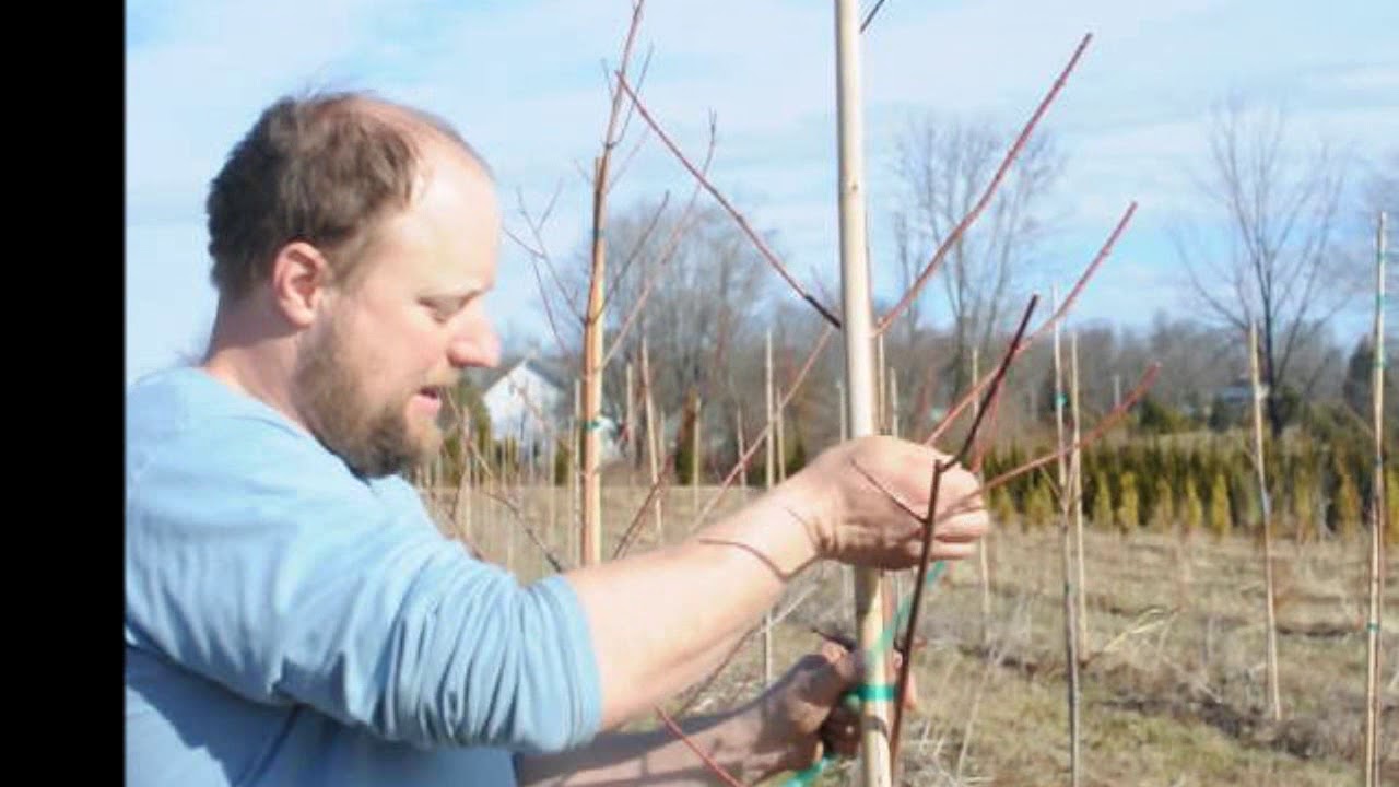 About Pruning a Red Maple By Mike Hirst - YouTube