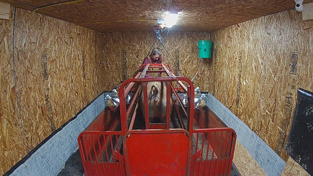 Constructing a Heated Farrowing Room - Part 2 - YouTube