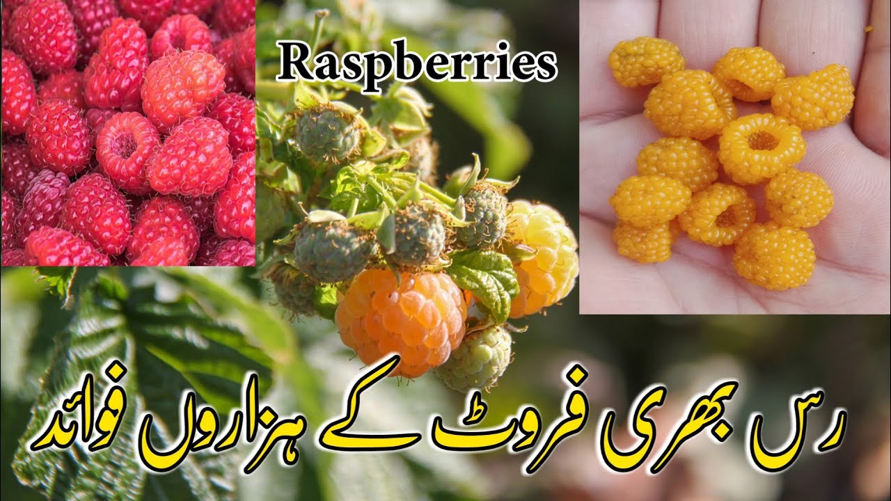 RaspBerry Fruit | Benifits of Raspberries | Raspberry fruit trees in ...