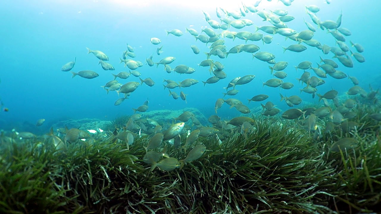 Les saupes de Méditerranée ou Sarpa Salpa - YouTube