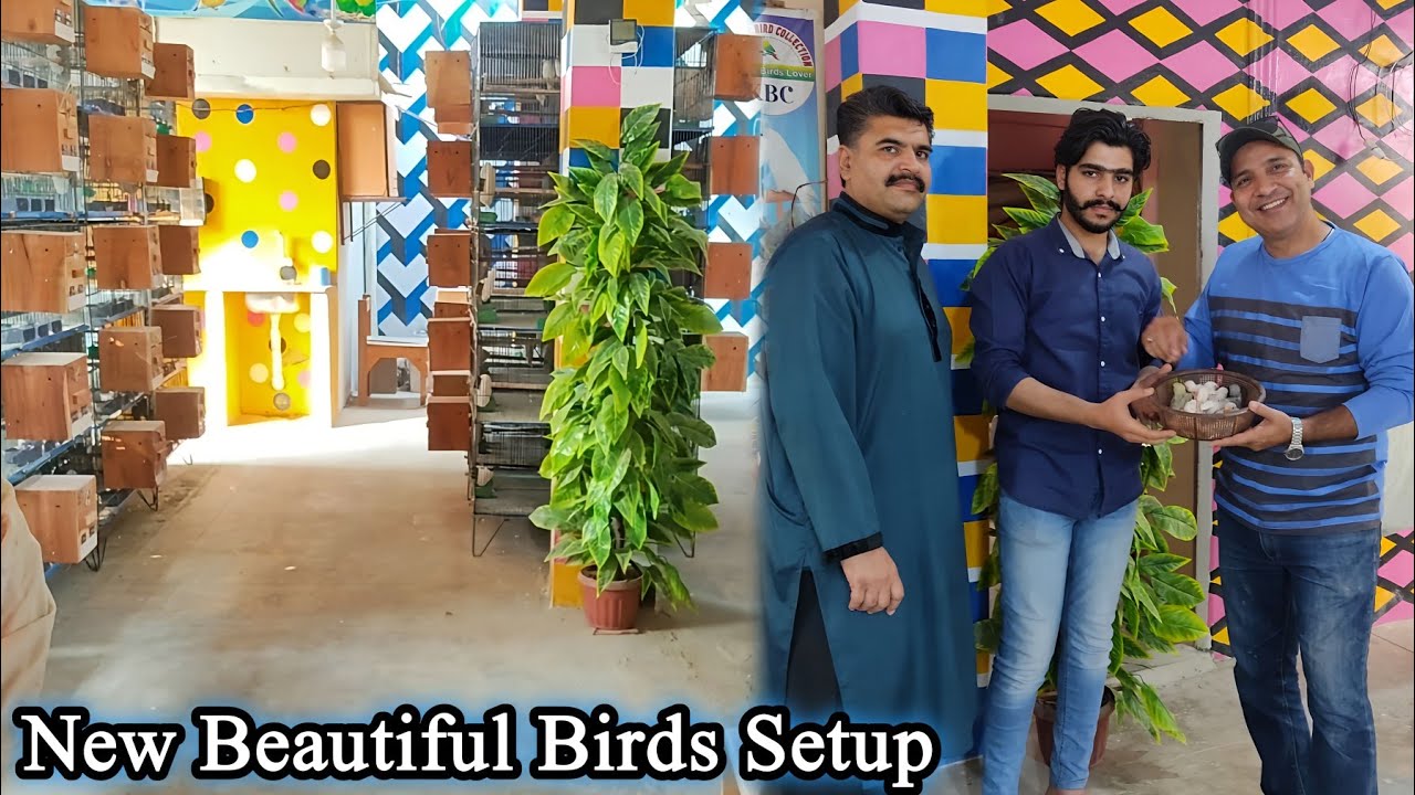 Albino Red Eye Java Sparrow & Love Birds Breeding Setup Visit Khuzaima ...