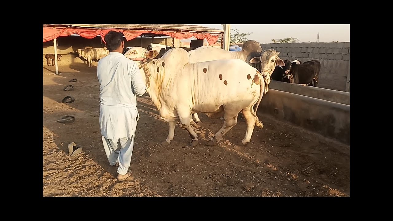 aj anwar surti sahb ke farm per visit Kiya || or babloo ki banawat ...