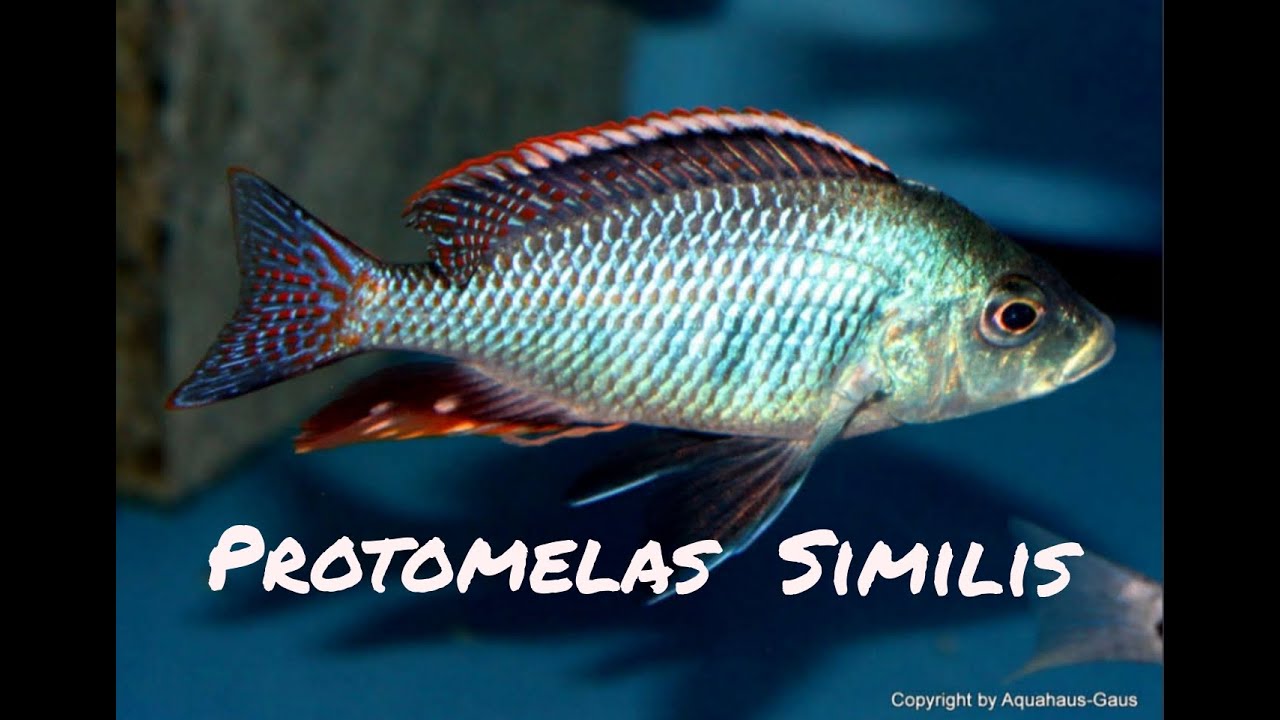 The rare and exotic Protomelas similis - YouTube