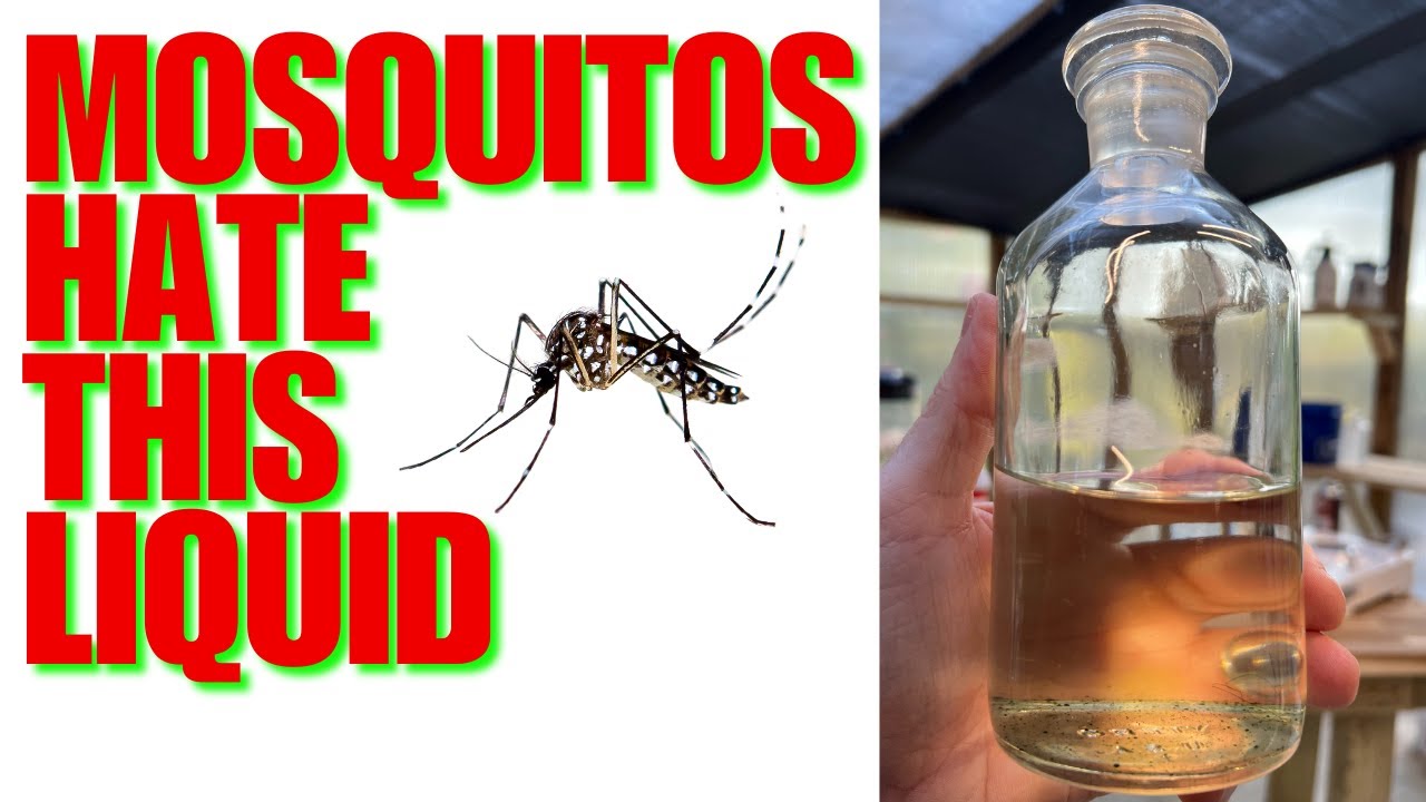 Mosquitoes Hate This Liquid | Use THIS And Never Get Another BITE - YouTube