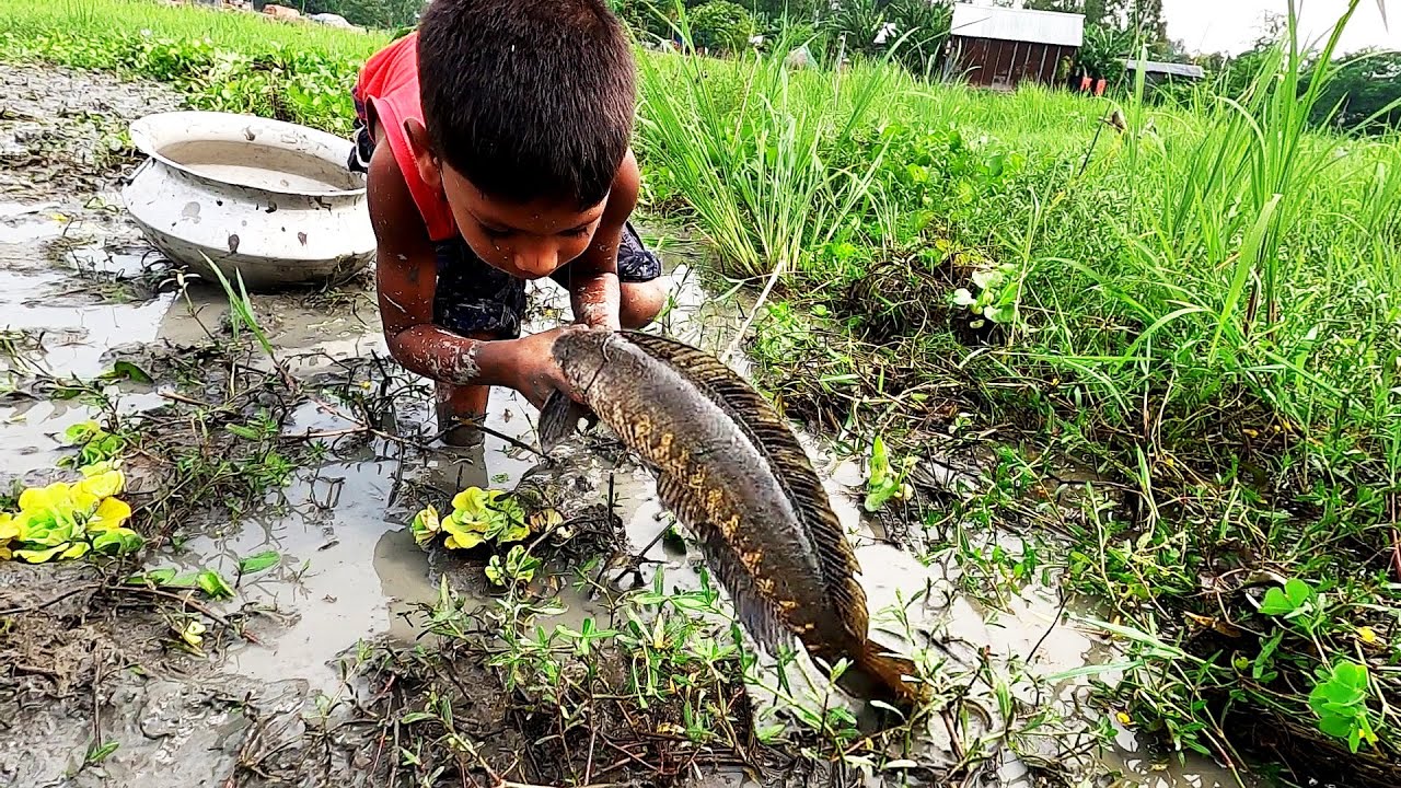 Fishing Video || Skilled boy are fishing in the village field ...