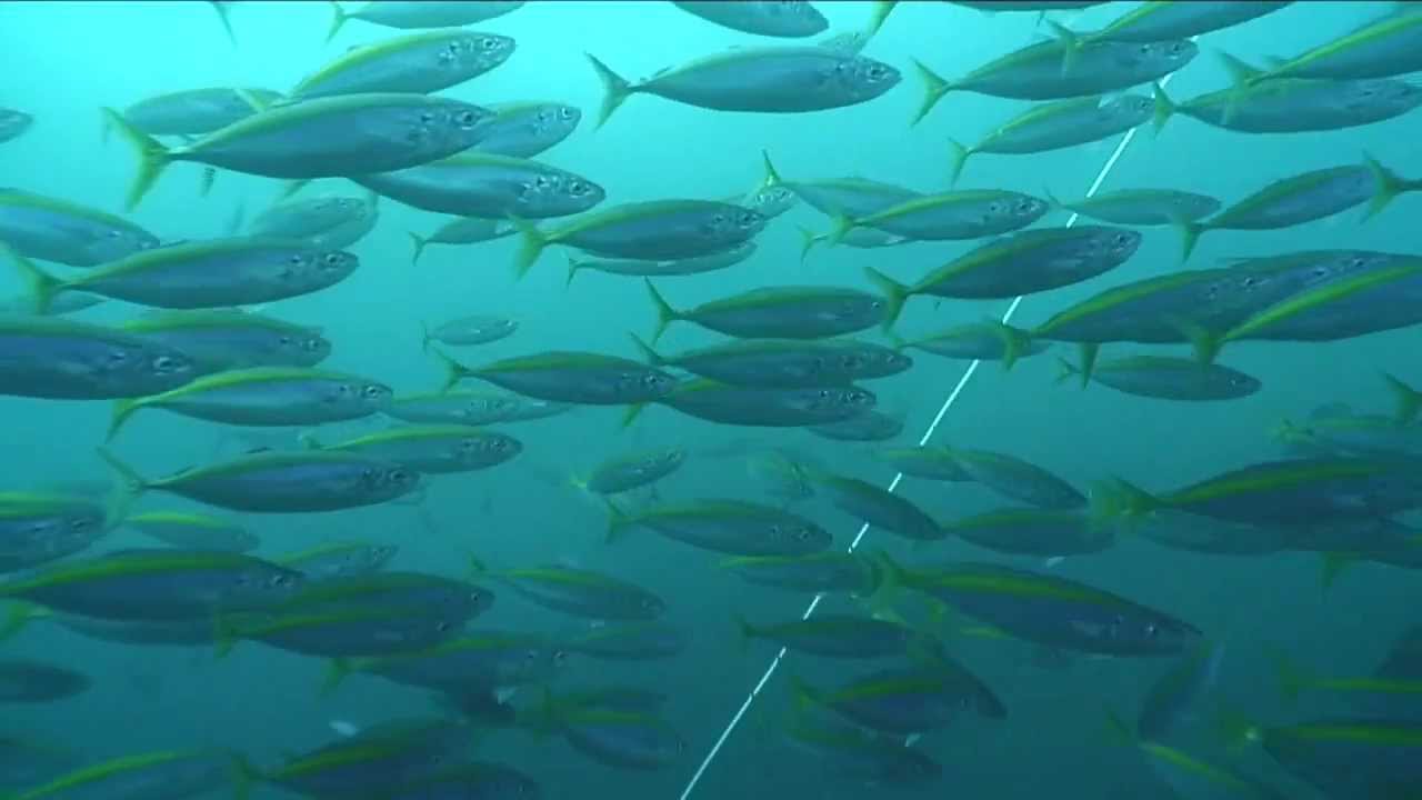 Species Identification - Koheru - YouTube