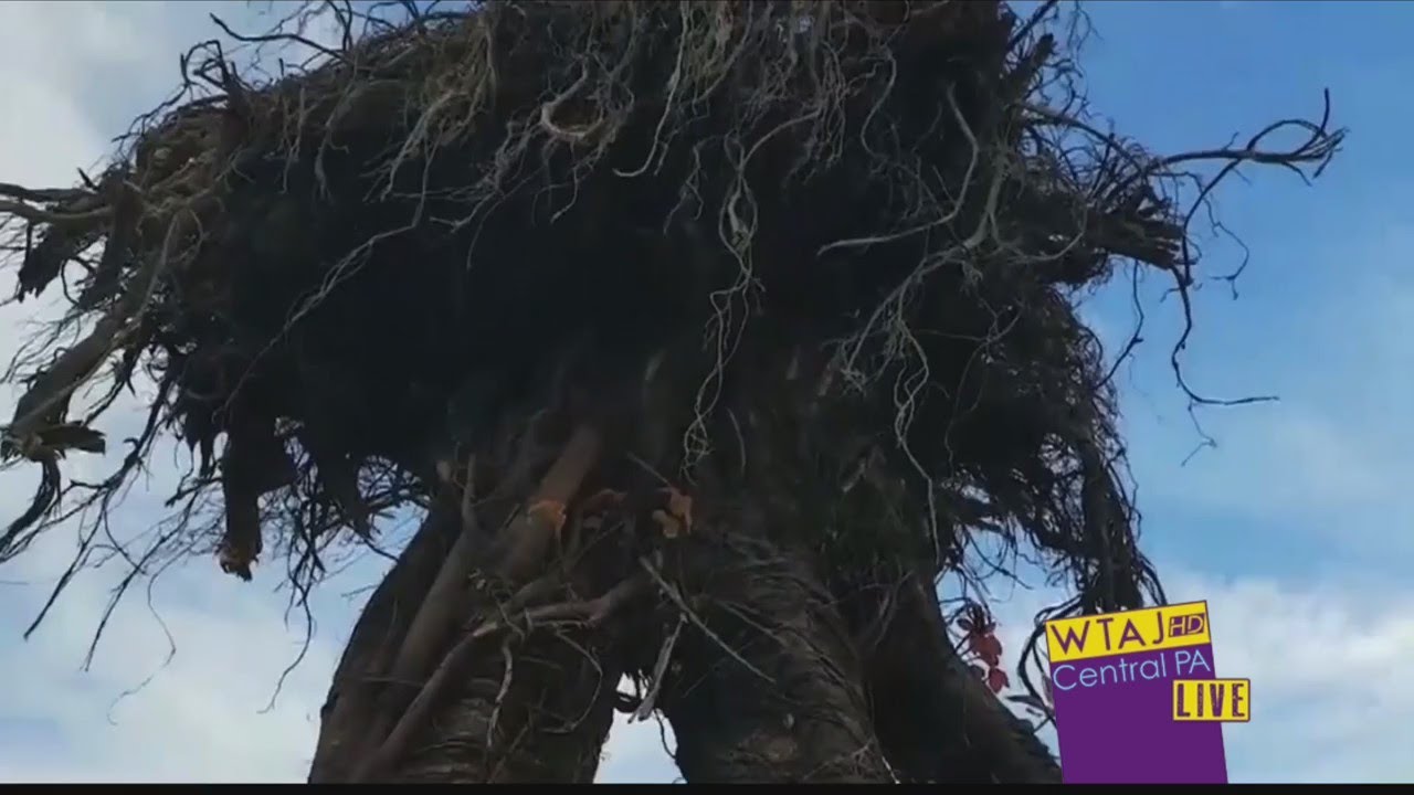 Upside Down Trees - YouTube