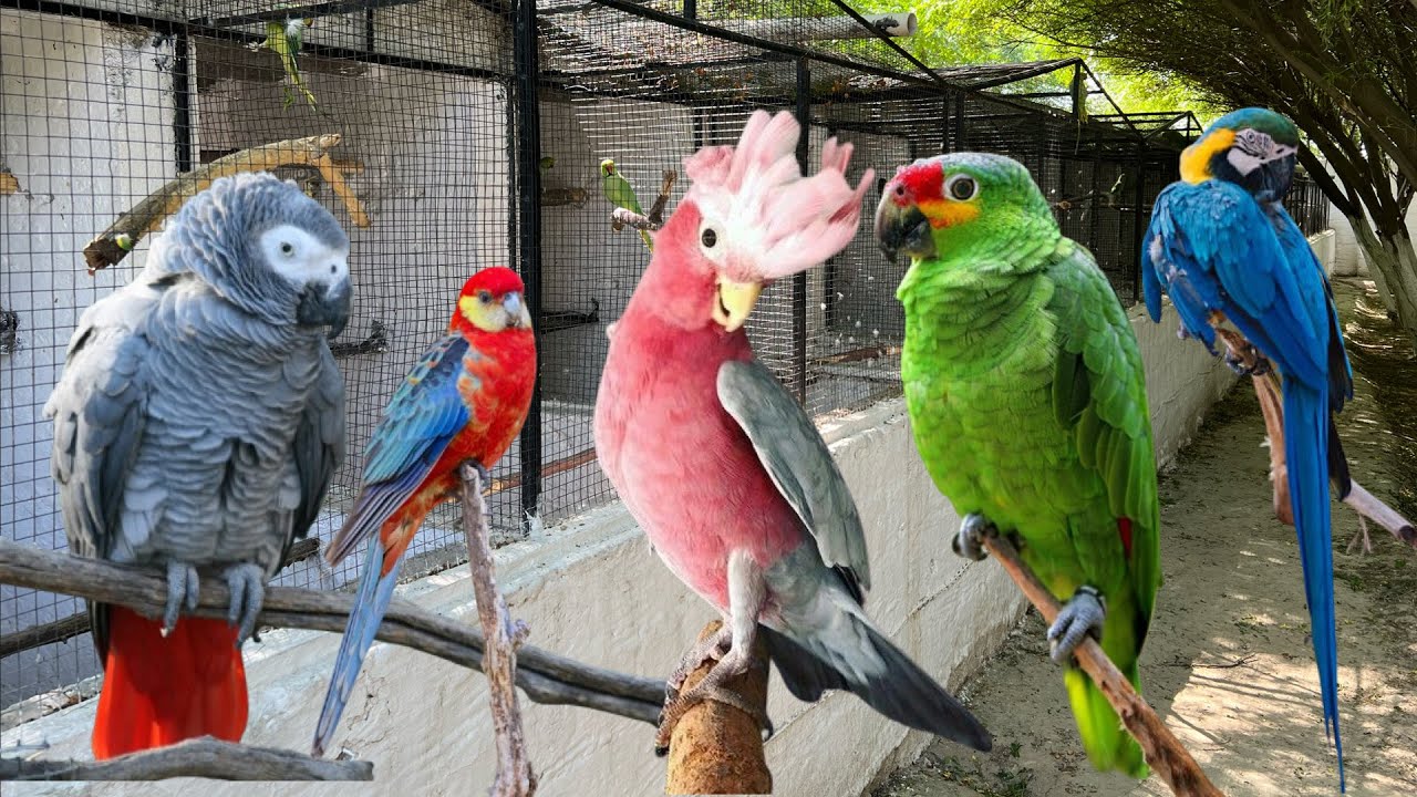 Exotic Birds Breeding Progress | African Grey Parrot Breeding Progress | Amazon Parrot | Electus ...