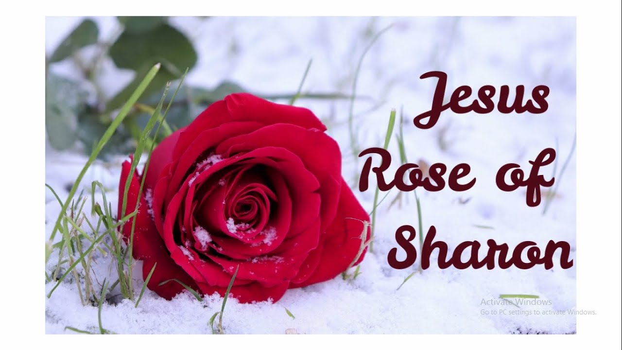 Jesus Rose of Sharon | Hymn | 1922 | lyric video - YouTube