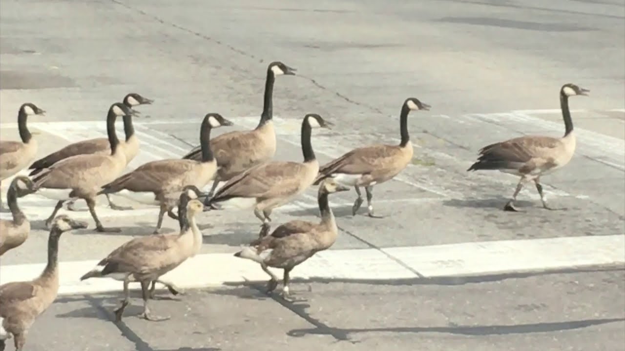 WOW 😳 Canadian Geese 🦆🦆🦆 crossing the street at the crosswalk - YouTube