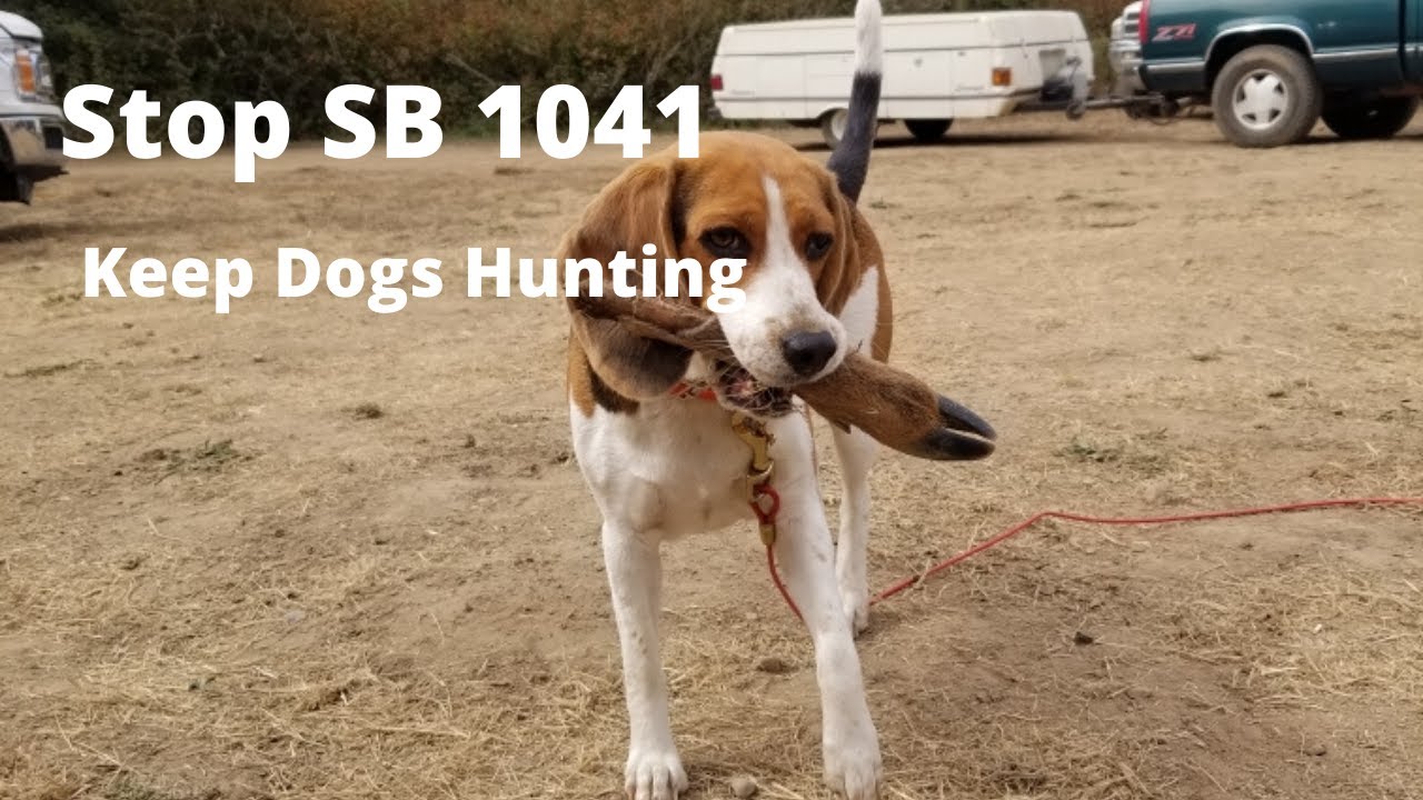 STOP SB 1041: Ban on Deer Hunting with Dogs - YouTube