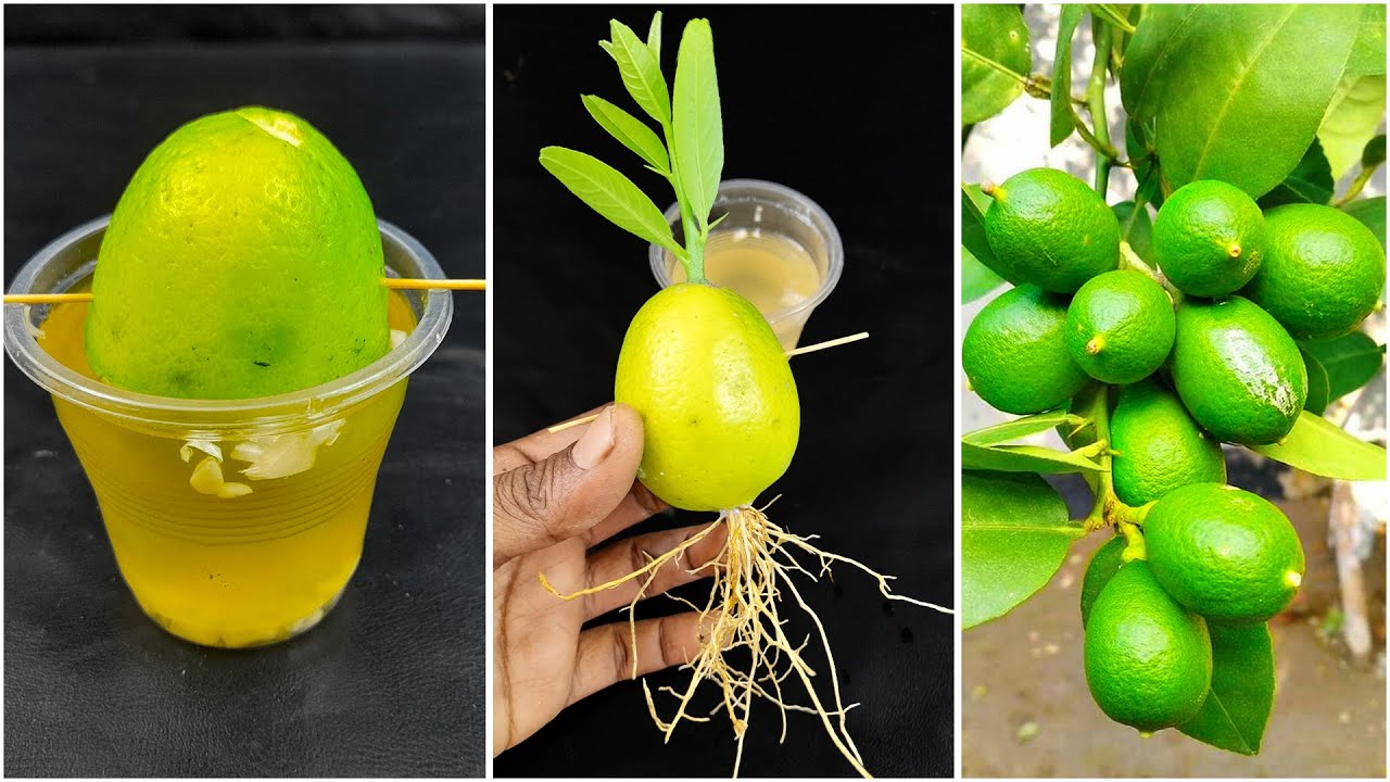 Easy way to grow lemon plant from lemon fruit at home || Water ...