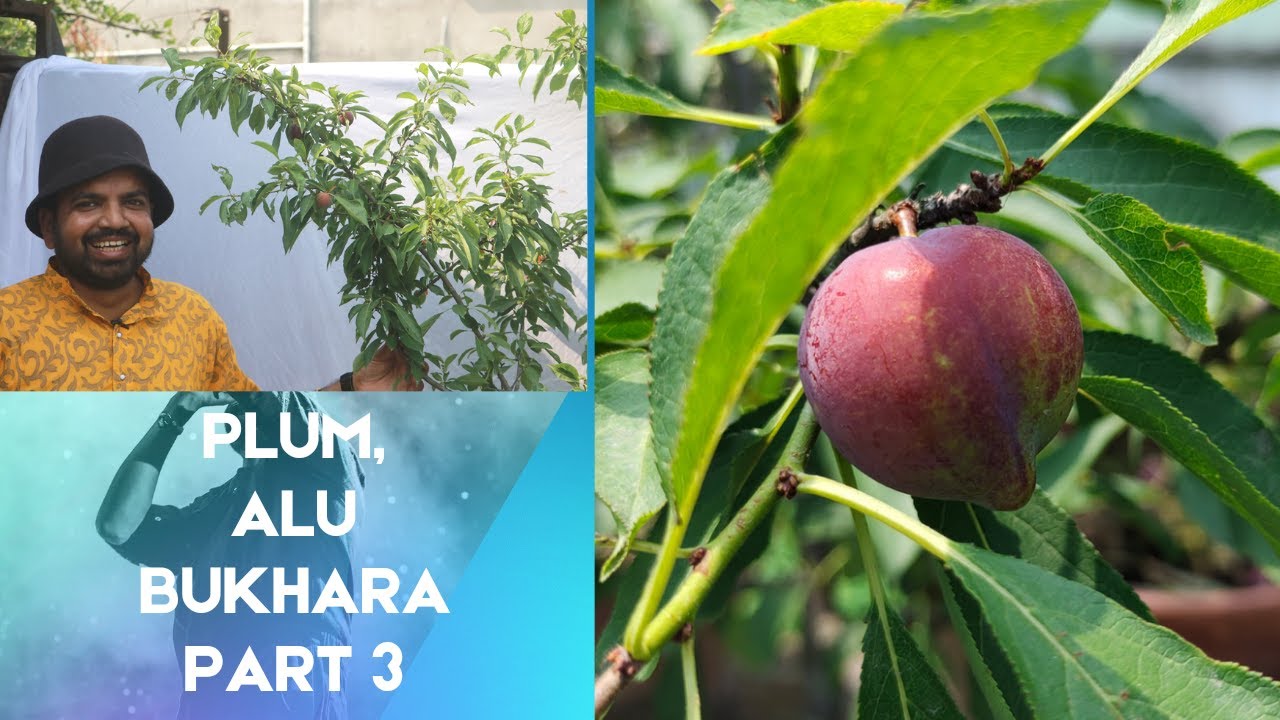 How to grow Plum tree, Aalu Bhukhara? Part 3 2022 - YouTube