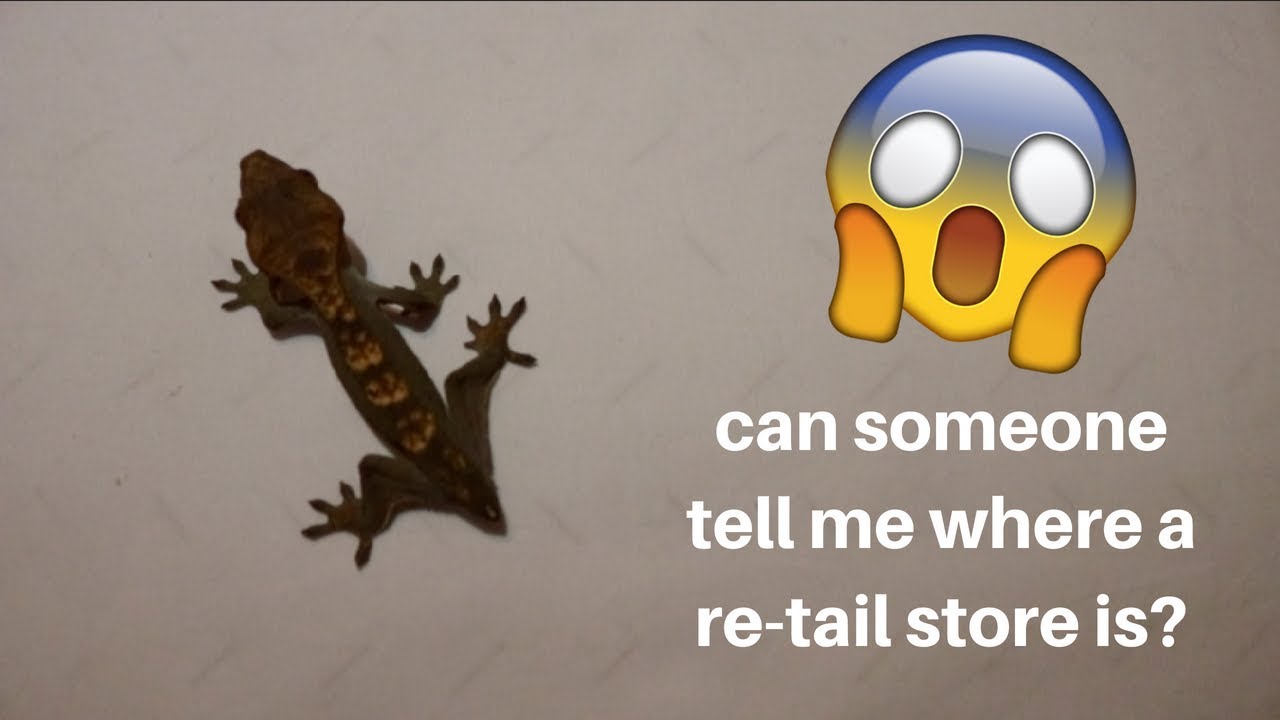 MY CRESTED GECKO'S TAIL FELL OFF!!! | What to do, How to Prevent it etc ...