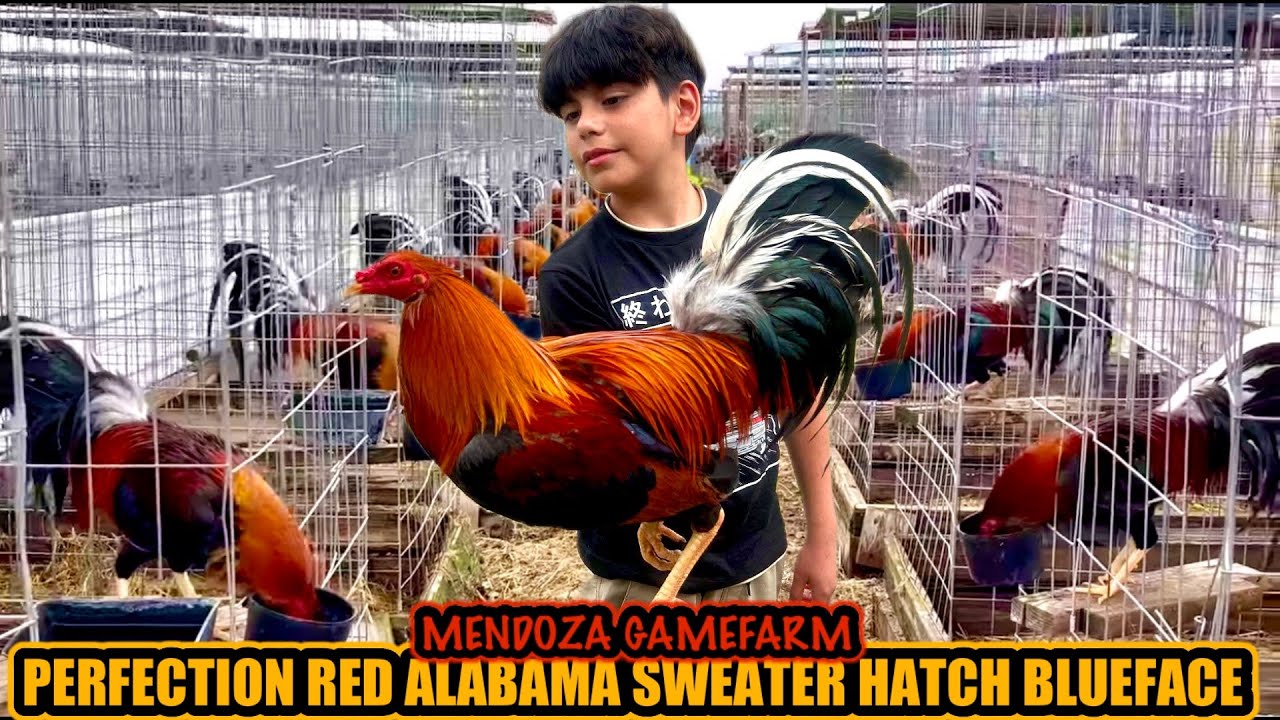 Perfection Red Alabama Sweater Hatch Blueface ~ MENDOZA GAMEFARM - YouTube