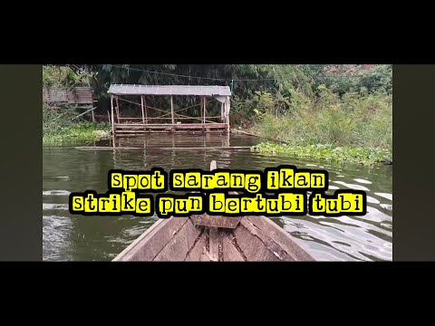 Strike bertubi tubi di lapak full gatget II mancing Cirata terbaru 2026