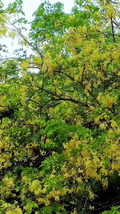 Kondrai Malar #flowers - YouTube