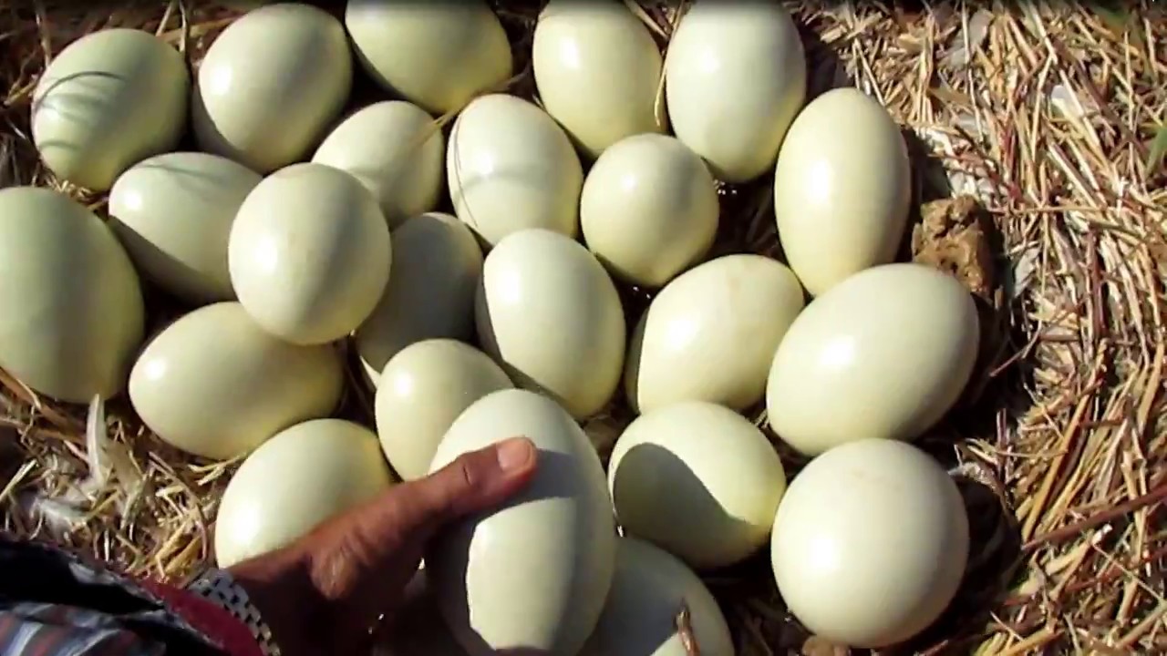 Encontro outra ema com seus ovos - YouTube