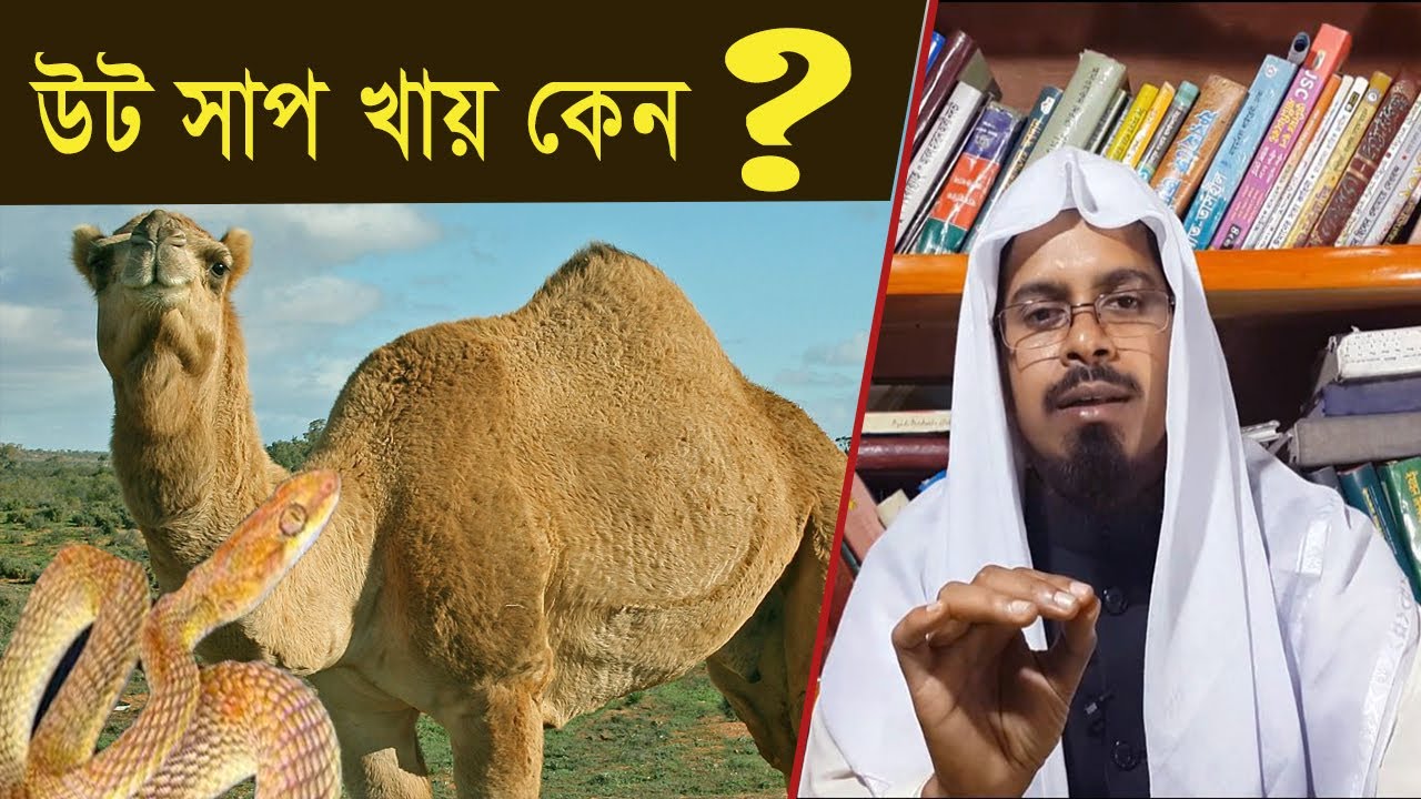 উট সাপ খায় কেন why camel eat snake Islamic Educational Video - YouTube