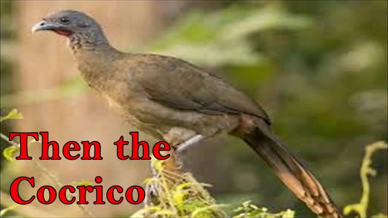 056 T&T Elusive Cocrico Bird of Tobago - T&T50plus Toronto - YouTube