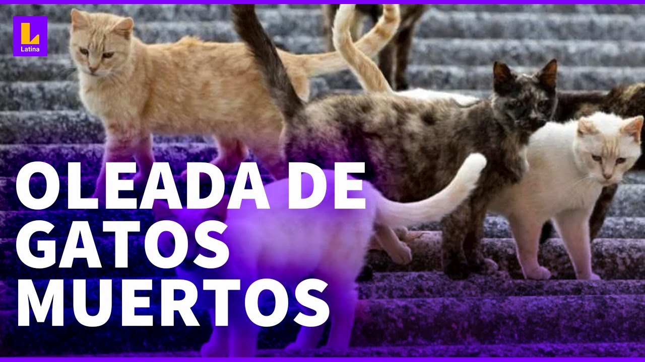 Oleada de gatos muertos: La OMS alerta del mayor brote de gripe aviar ...