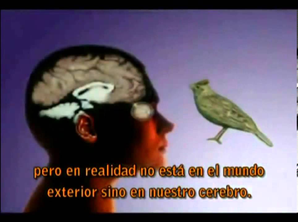 Percepción de la "Realidad" Ilusión de los 5 sentidos - YouTube