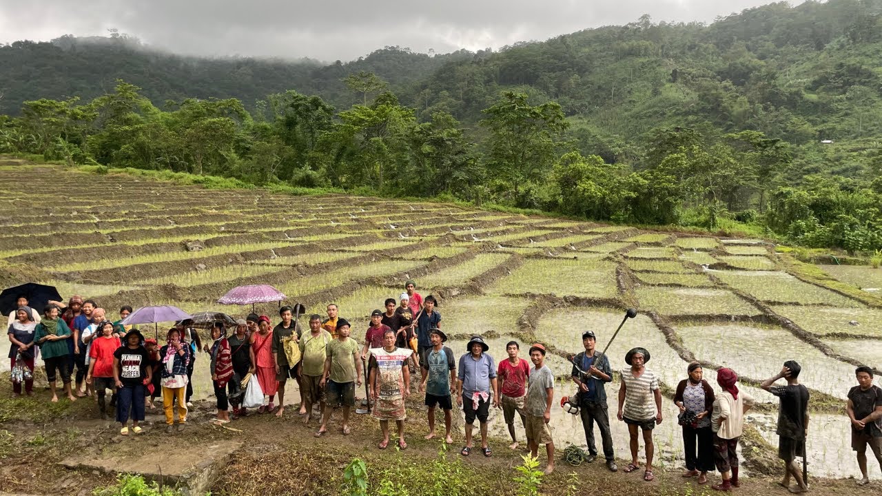 Paddy Line Sowing To Increase Production - YouTube