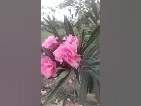Lal kaner ka phool#nerium oleander#shorts #nature #beautiful # ...