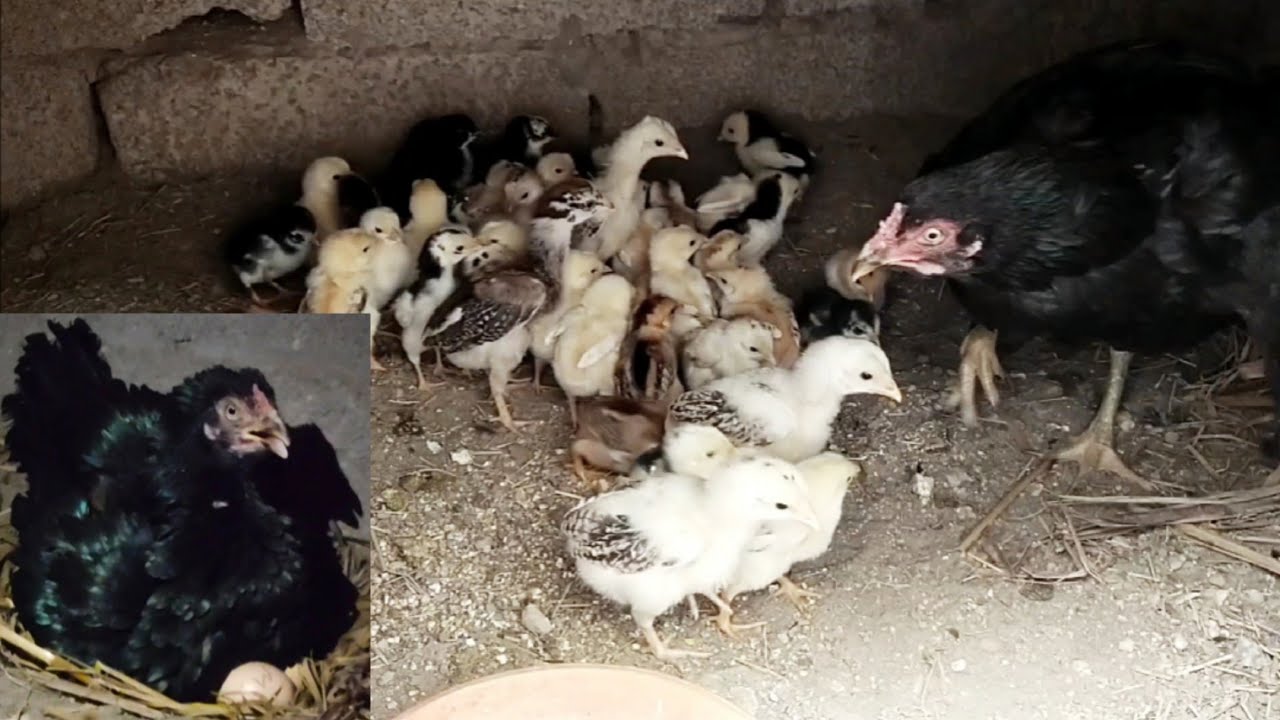 Broody Hen | New Baby Born Chicks - YouTube